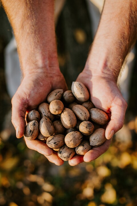 People of Texas Pecans - TPGA
